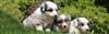 Mini aussies - Bergers australiens miniatures